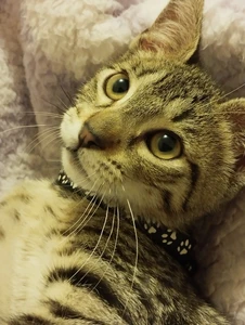 Artemis (@donartemiscl) • Tecito